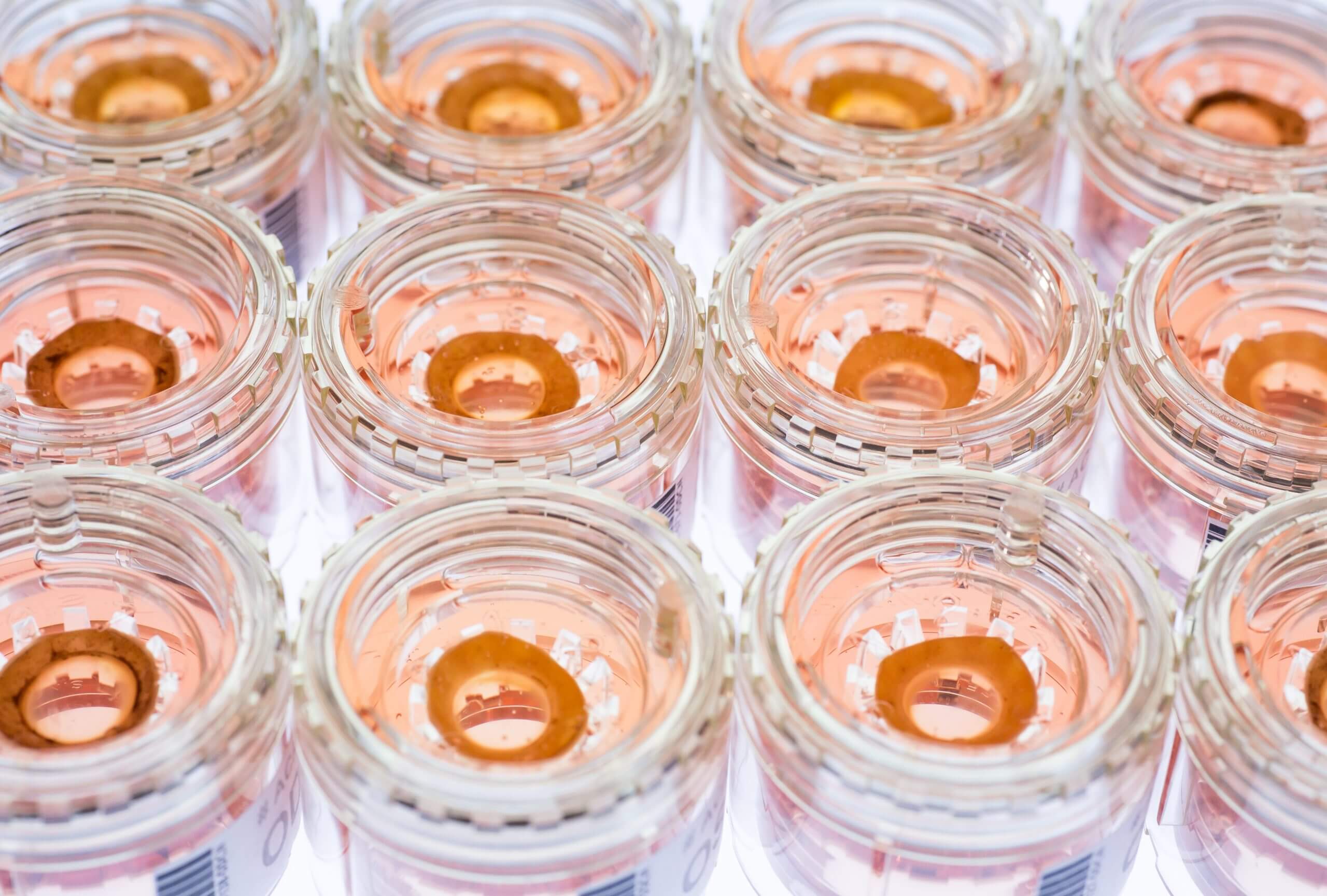 Tissue Overview – CorneaGen